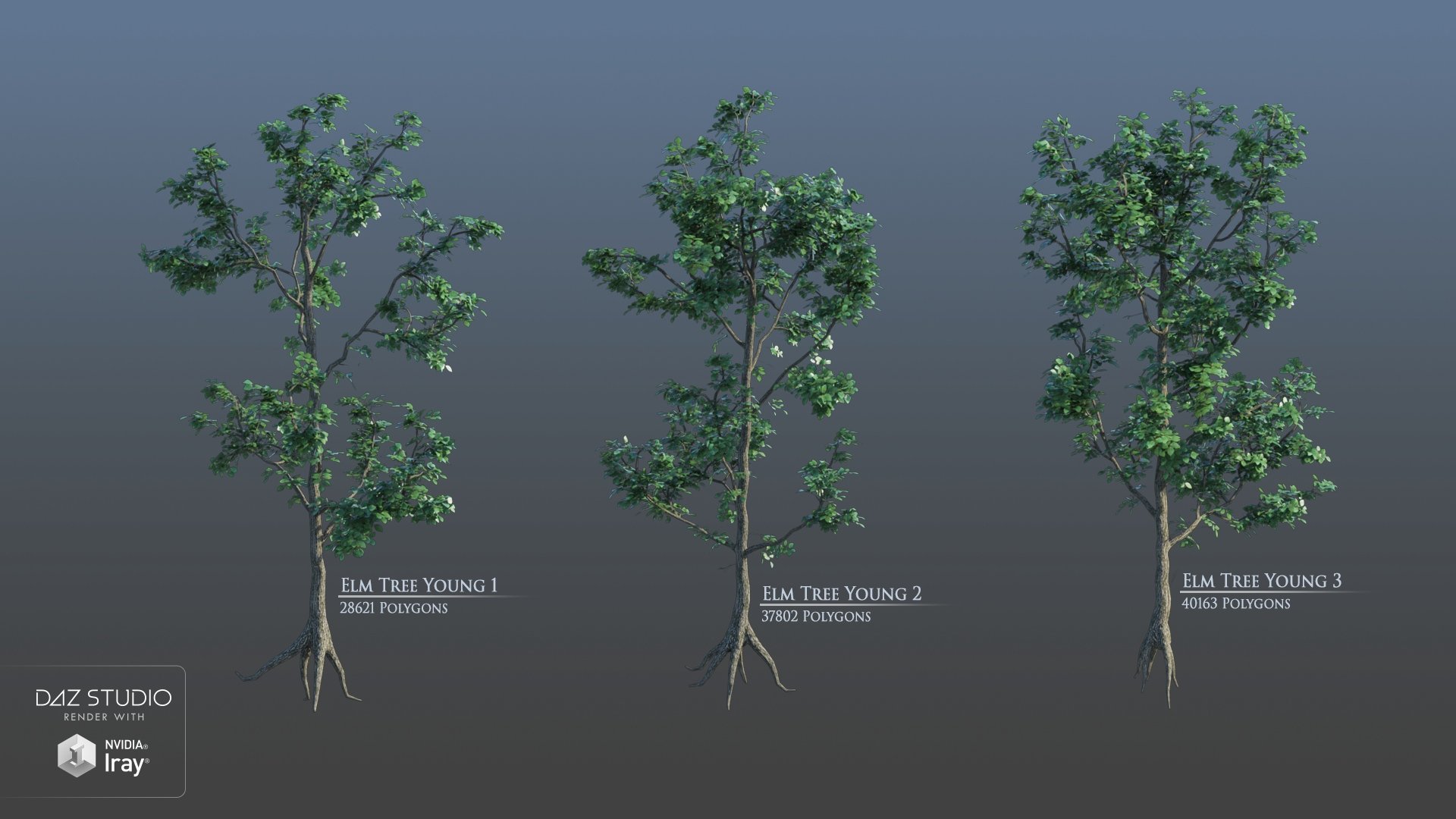 European Trees | Daz 3D