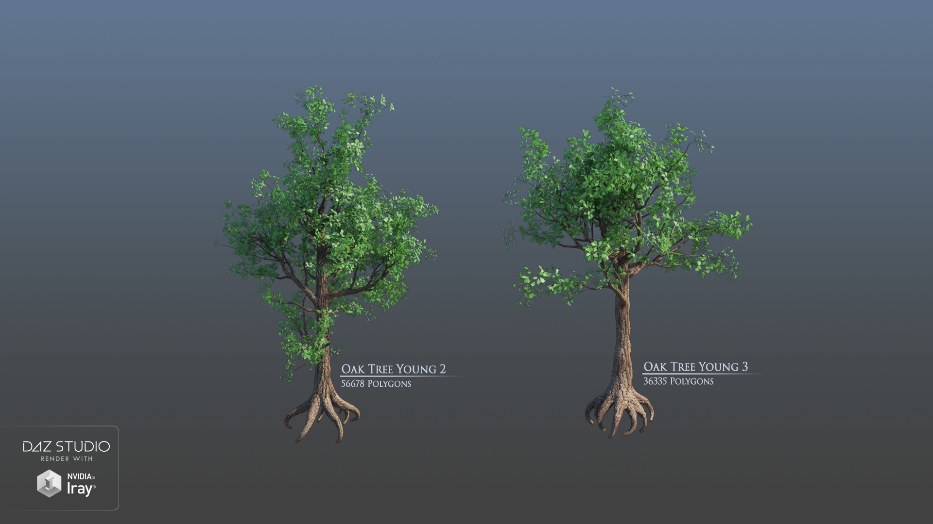 European Trees | Daz 3D