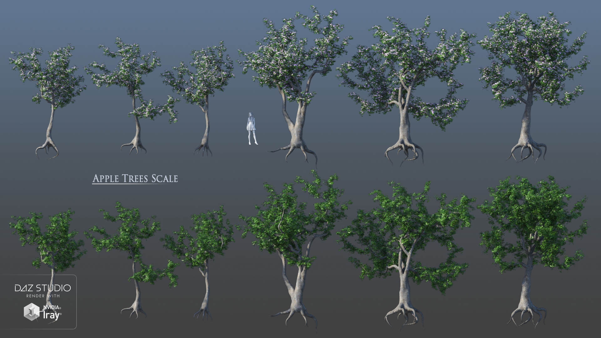 European Trees | Daz 3D