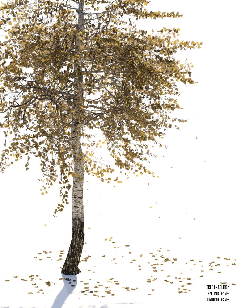 v176 Iray Birch Trees | Daz 3D