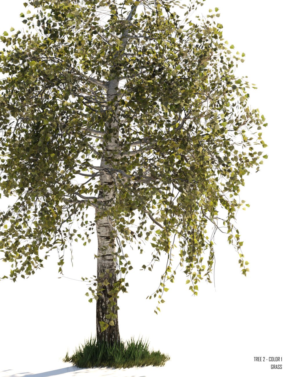 v176 Iray Birch Trees | Daz 3D