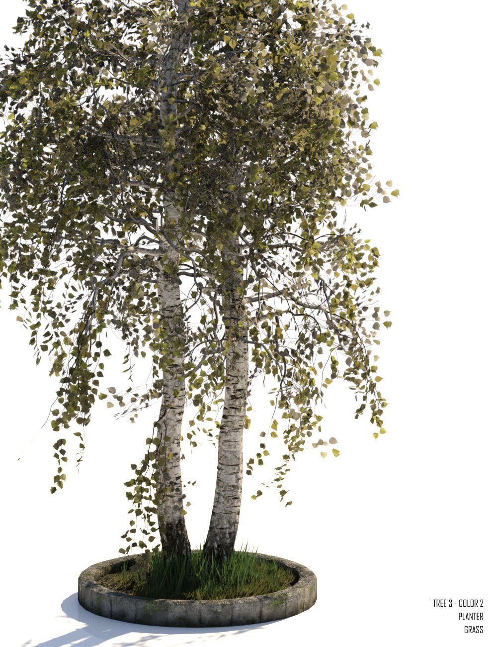 v176 Iray Birch Trees | Daz 3D