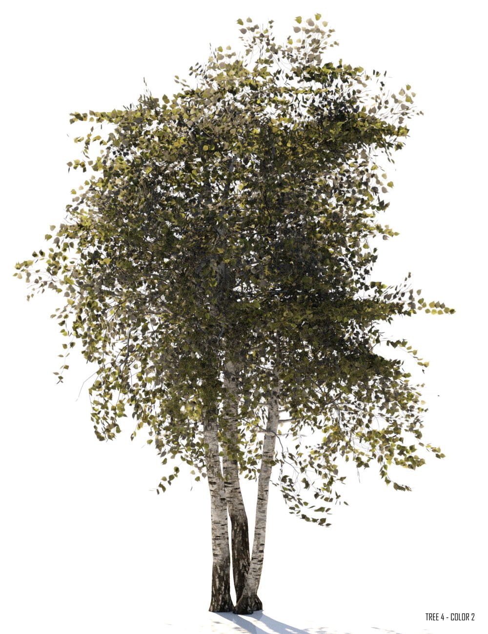 v176 Iray Birch Trees | Daz 3D