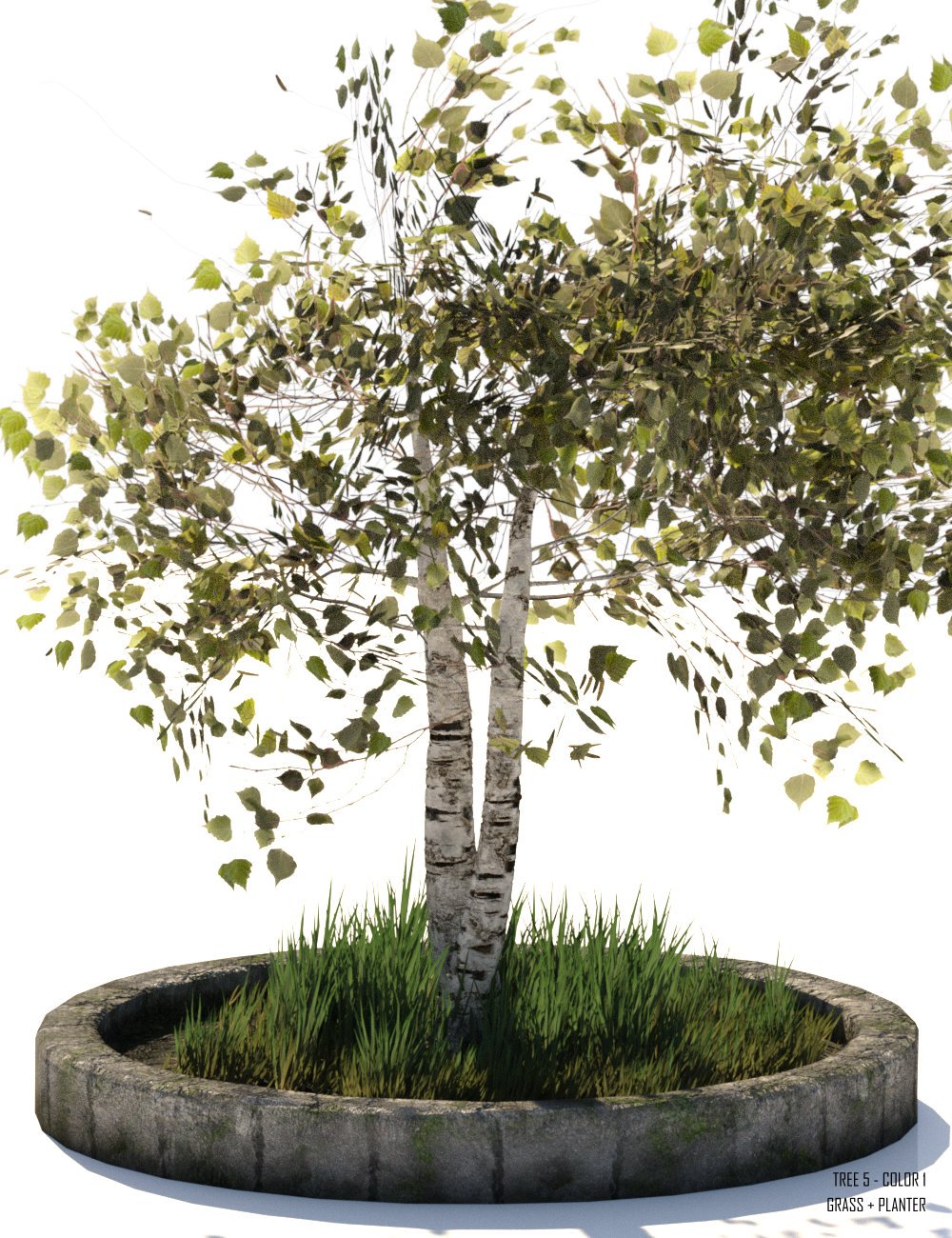 v176 Iray Birch Trees | Daz 3D