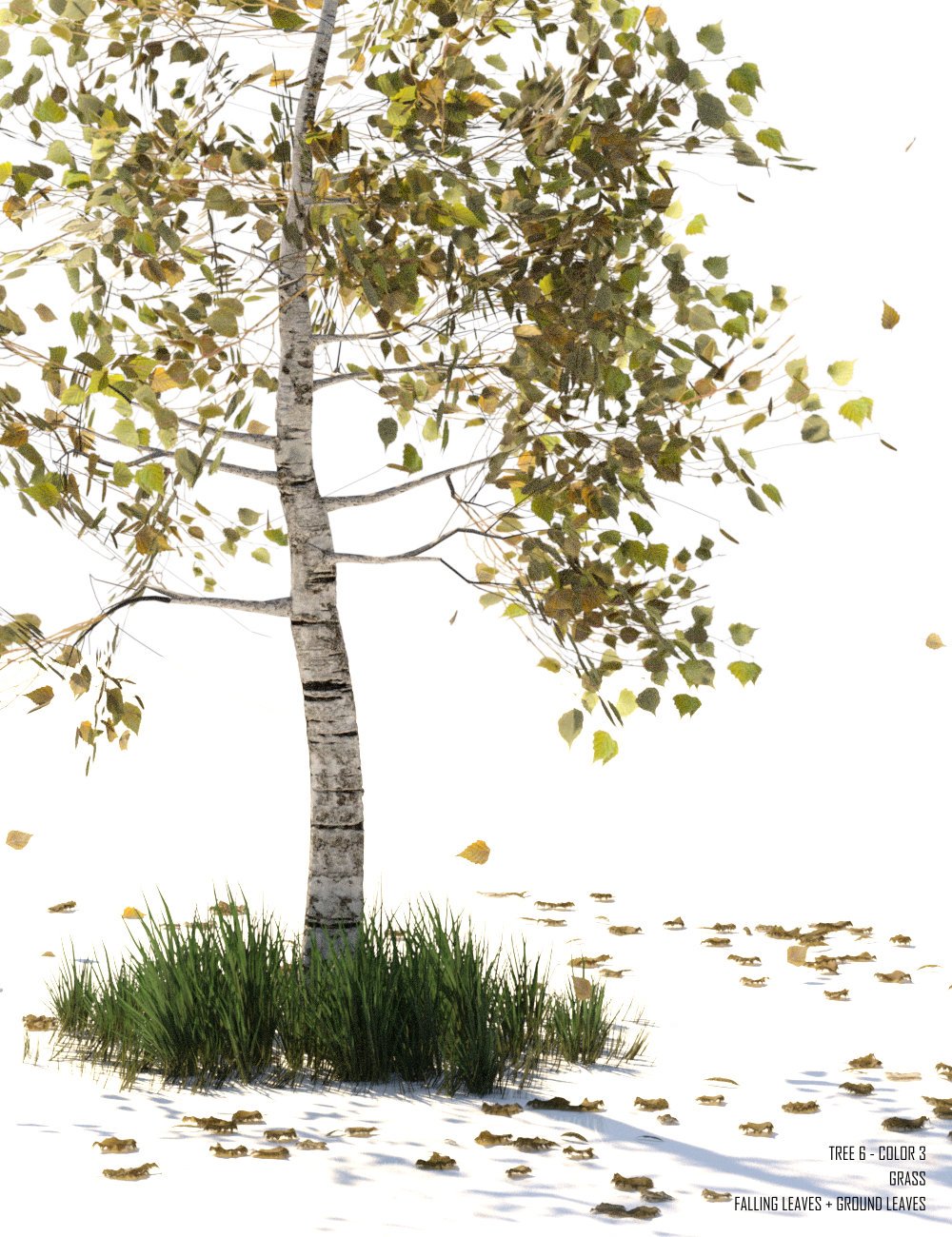 v176 Iray Birch Trees | Daz 3D