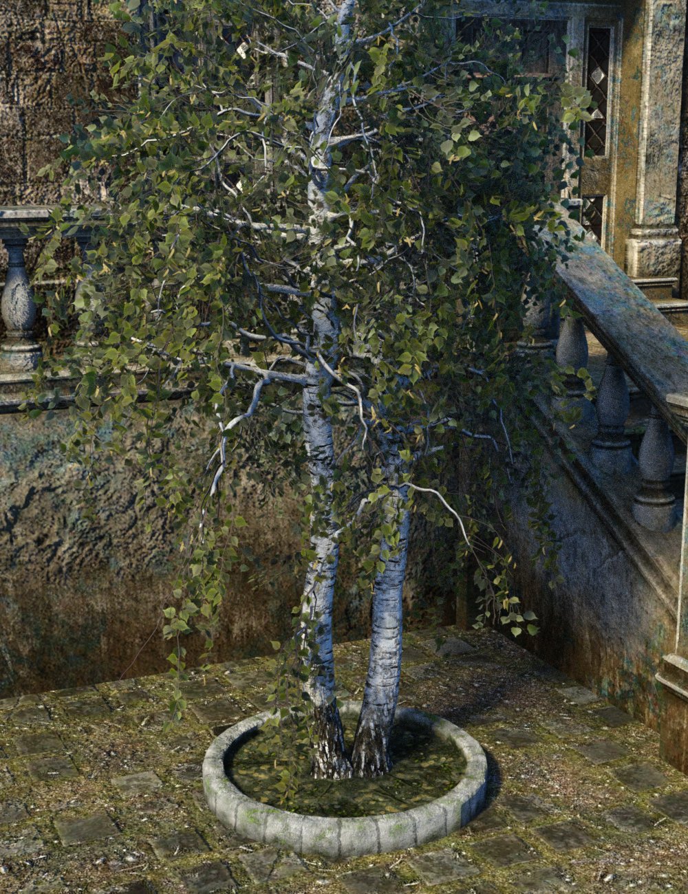 v176 Iray Birch Trees | Daz 3D