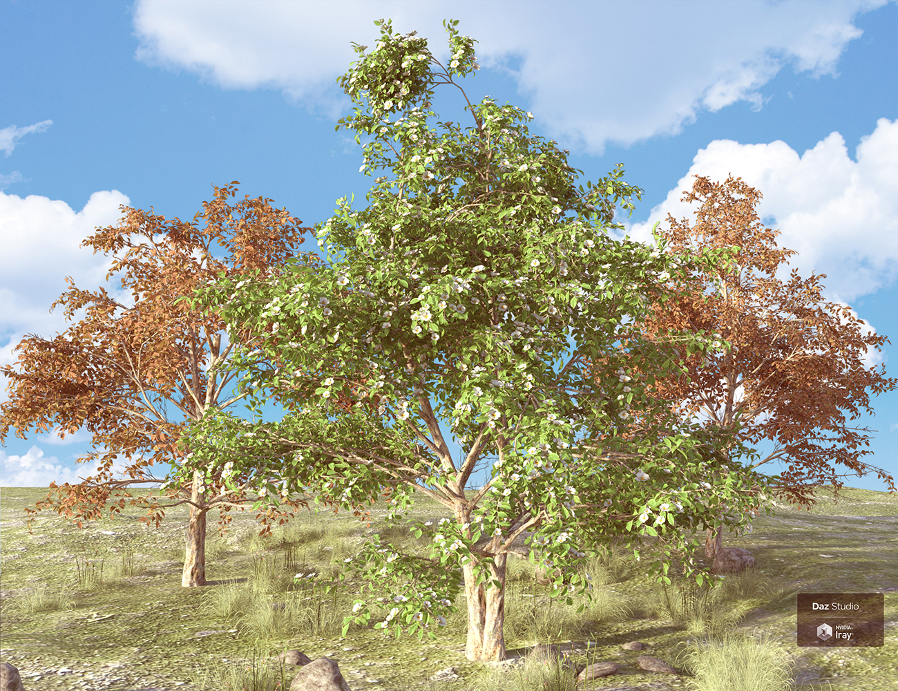 Beautiful Nature Trees | Daz 3D