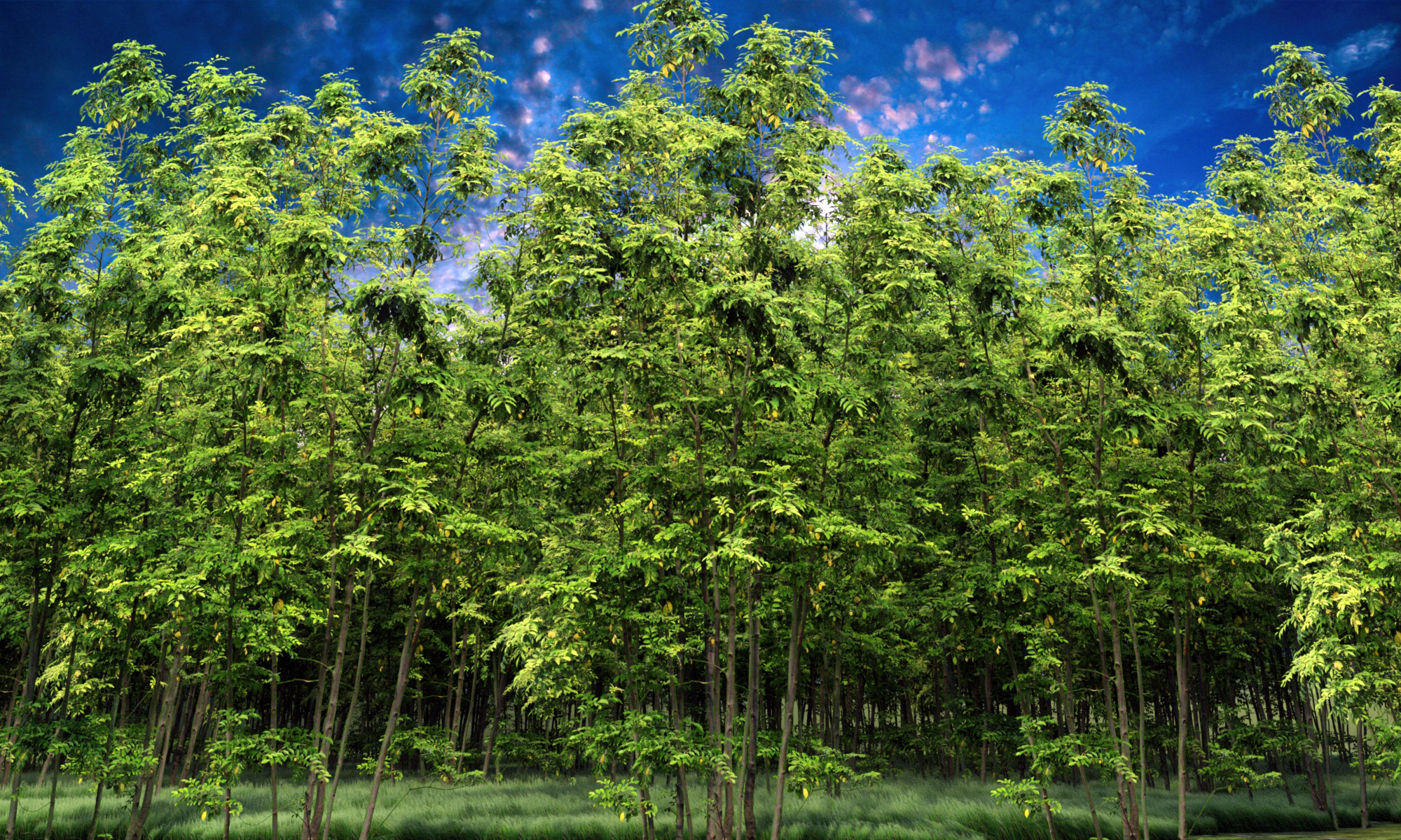 Forests Trees and Grass World Building Set | Daz 3D