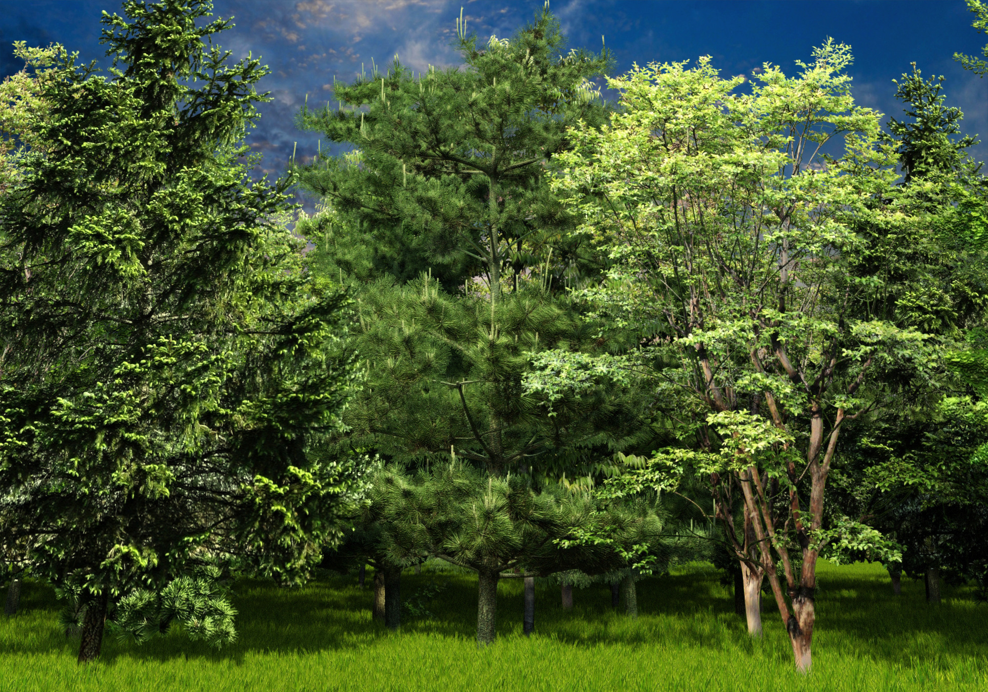 Forests Trees and Grass World Building Set | Daz 3D