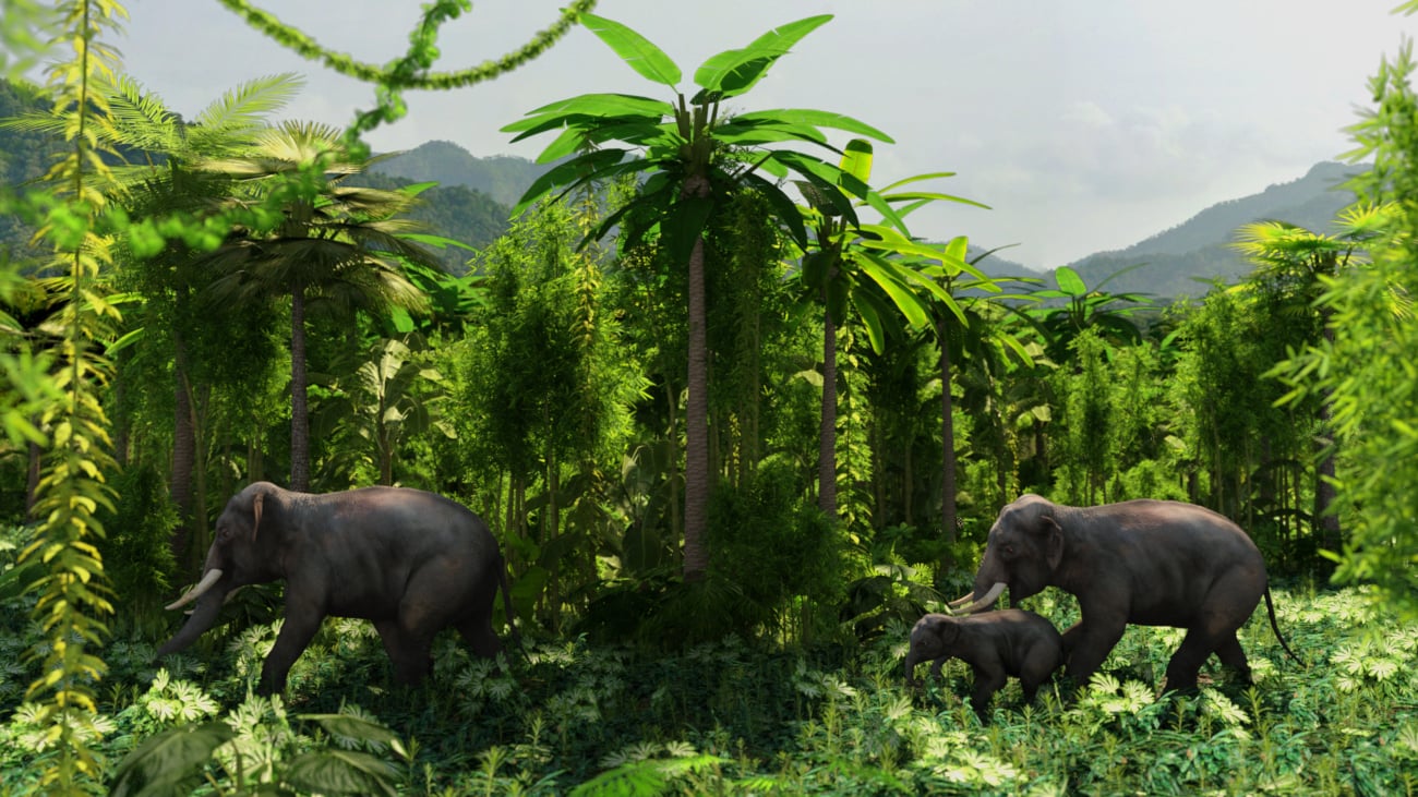 Lightweight Tropical Environment | Daz 3D