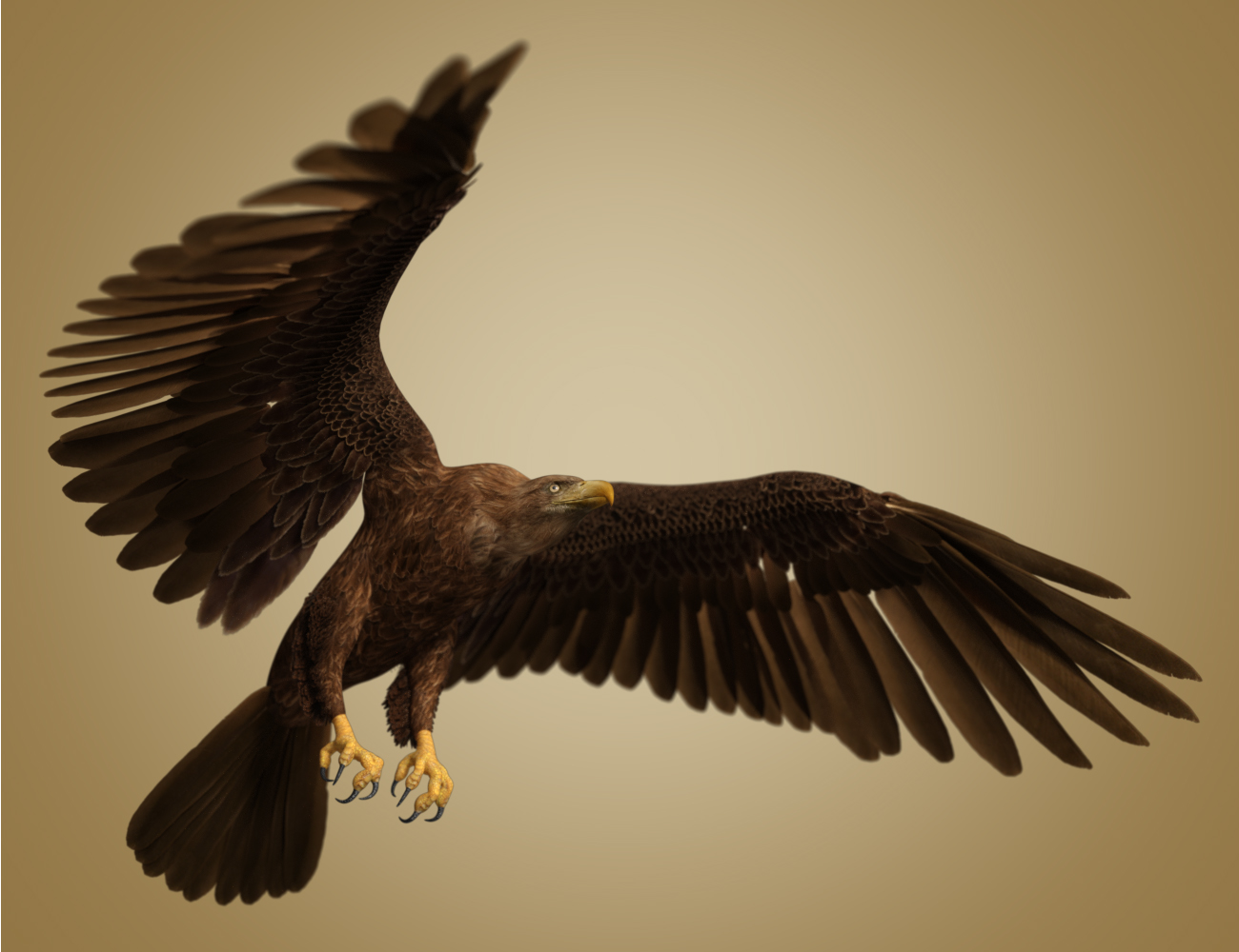 Deepsea's Eagle Aniblocks and Texture Add-On | Daz 3D