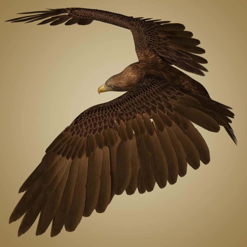 Deepsea's Eagle Aniblocks and Texture Add-On | Daz 3D