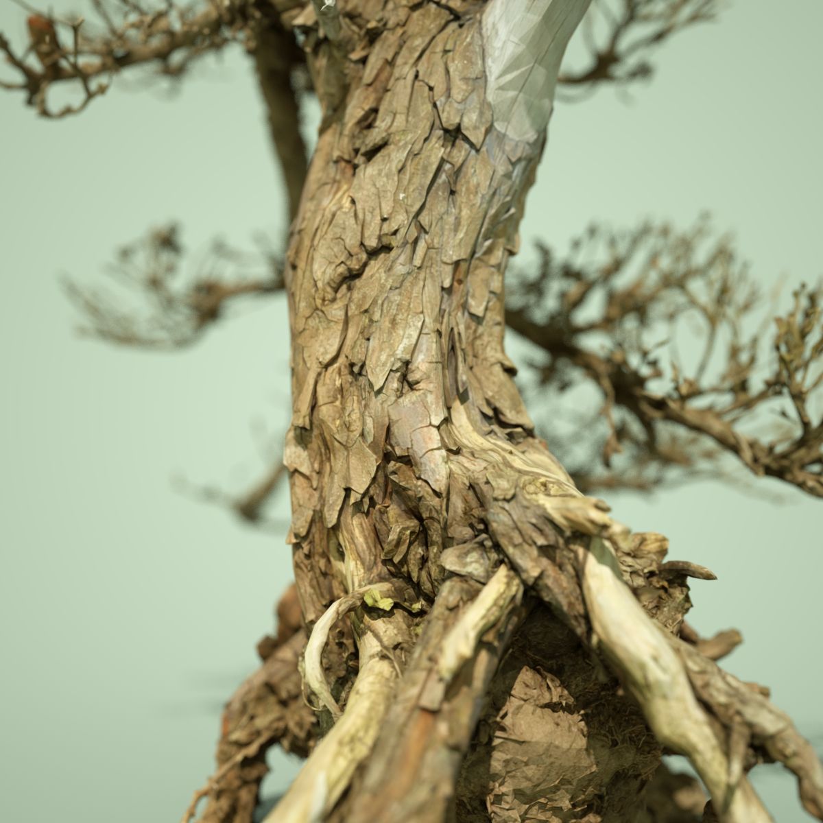 4 Dead Bonsai Trees | Daz 3D