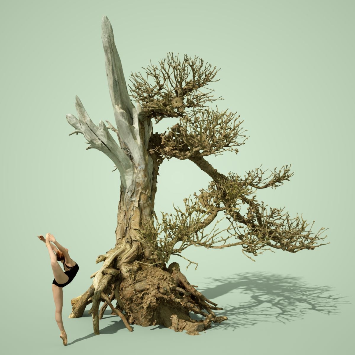 4 Dead Bonsai Trees | Daz 3D