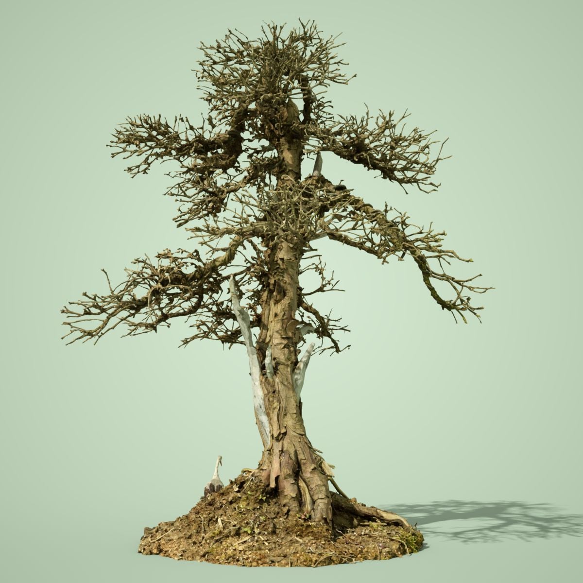 4 Dead Bonsai Trees | Daz 3D
