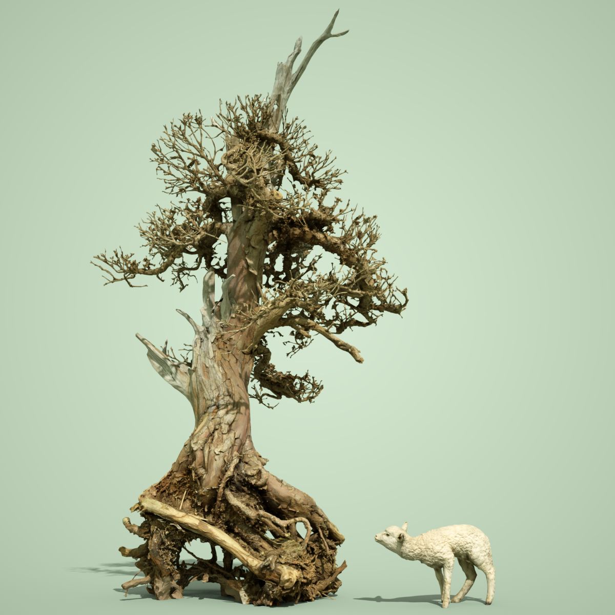 4 Dead Bonsai Trees | Daz 3D