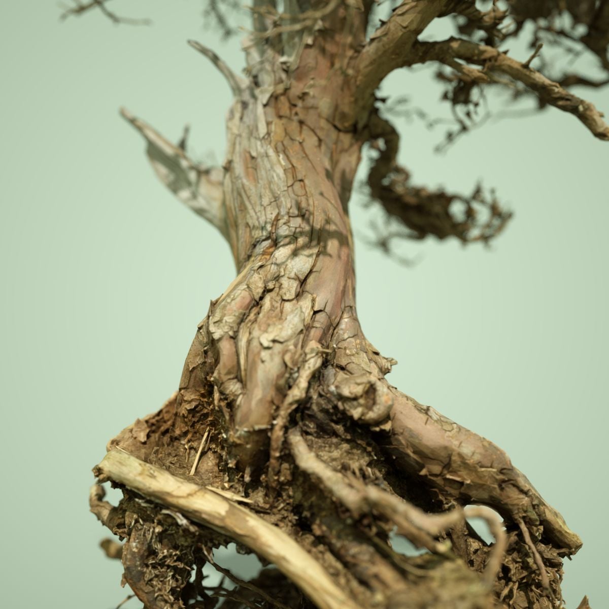 4 Dead Bonsai Trees | Daz 3D