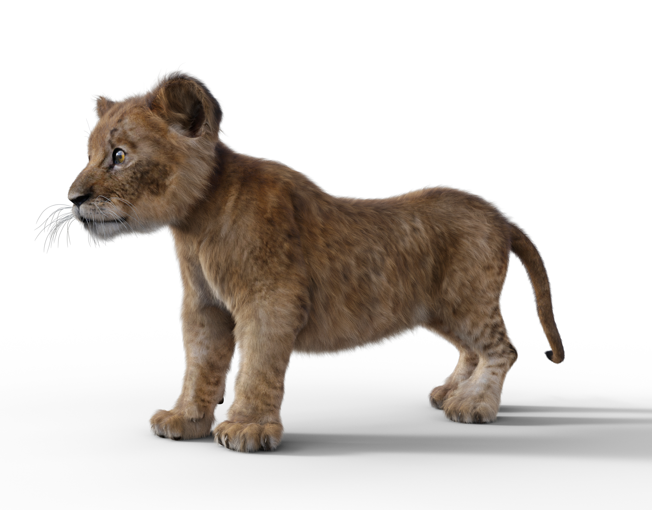 Felidae by AM - Kimbo the Lion Cub | Daz 3D