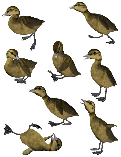 Noggin's Duck- Mallard | Daz 3D