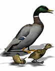 Noggin's Duck- Mallard | Daz 3D