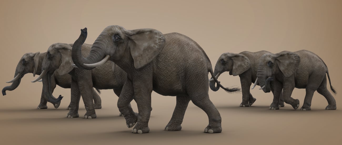 African Elephant Updated | Daz 3D