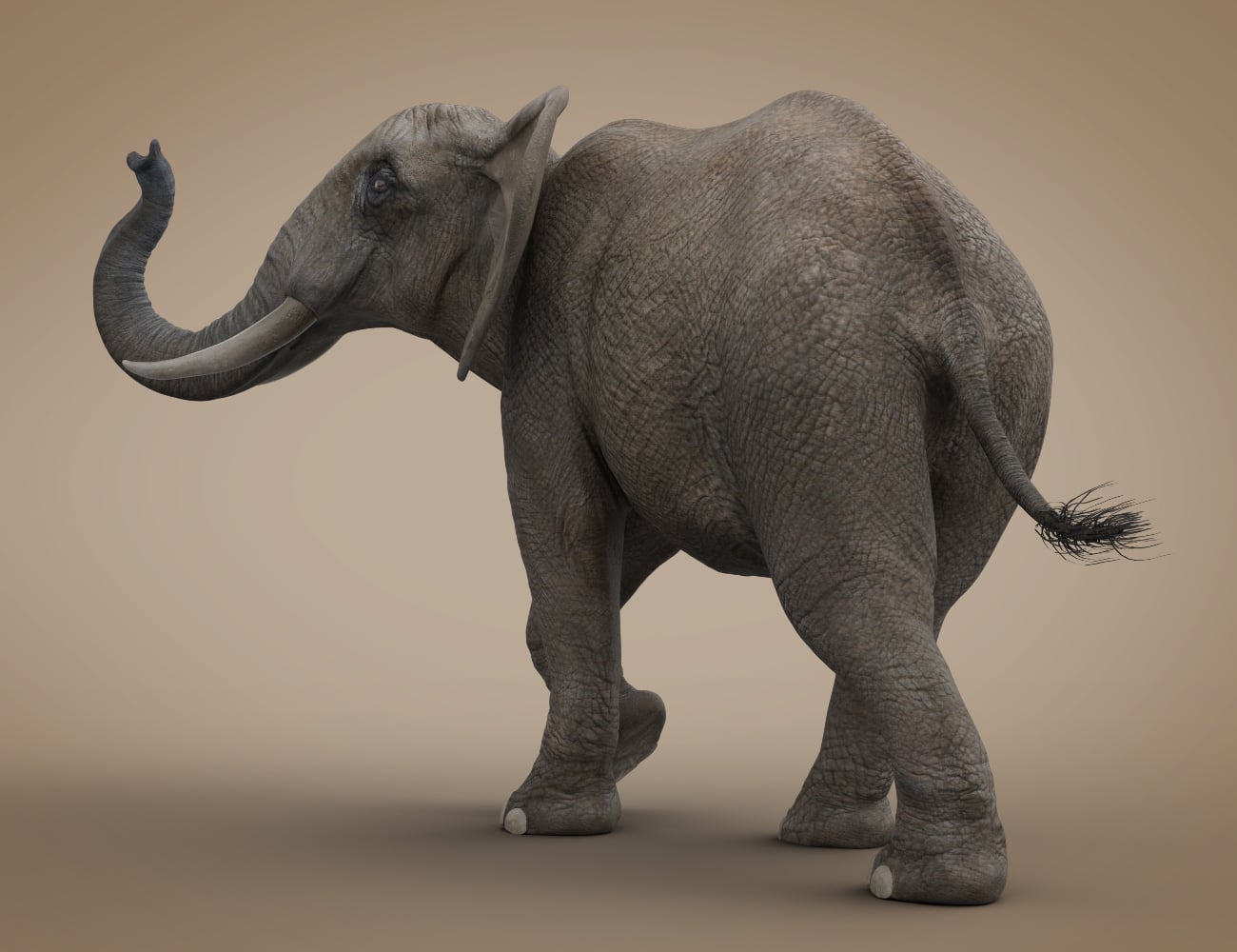 African Elephant Updated | Daz 3D