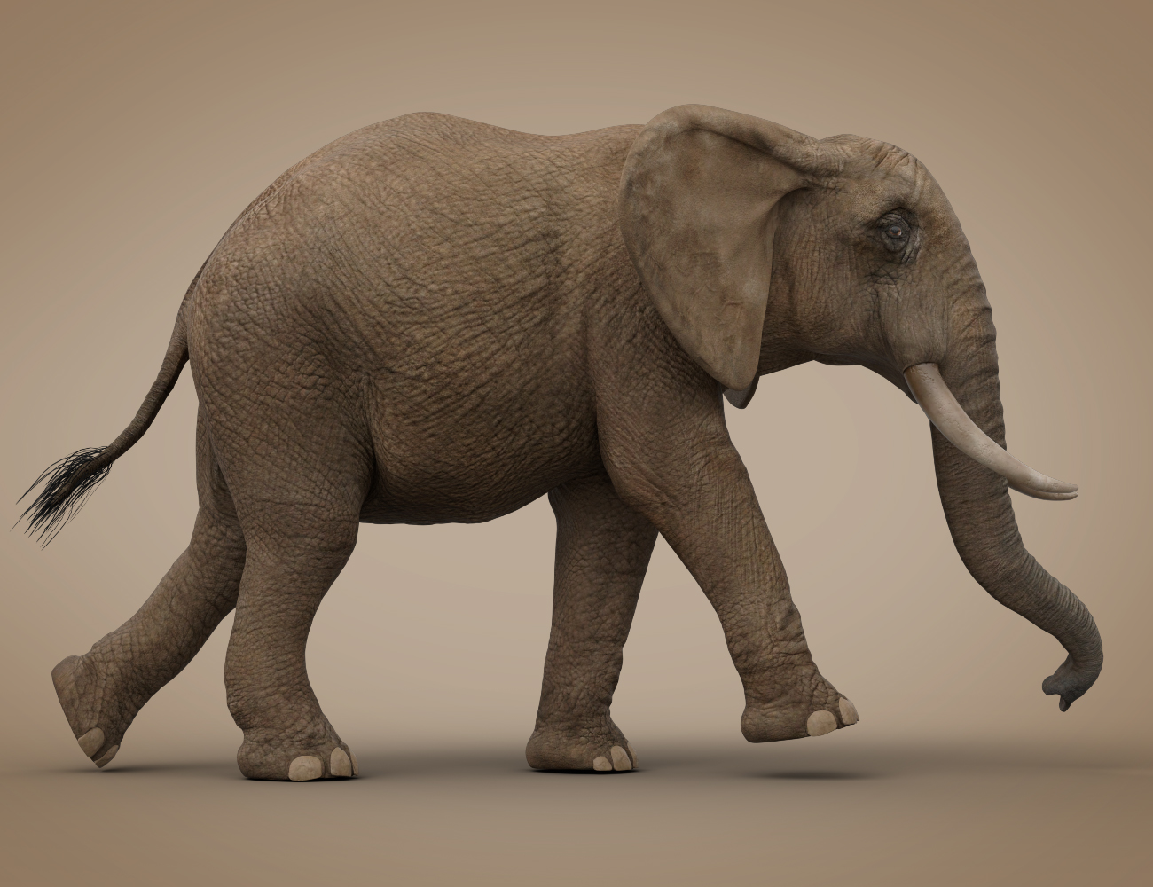 African Elephant Updated | Daz 3D