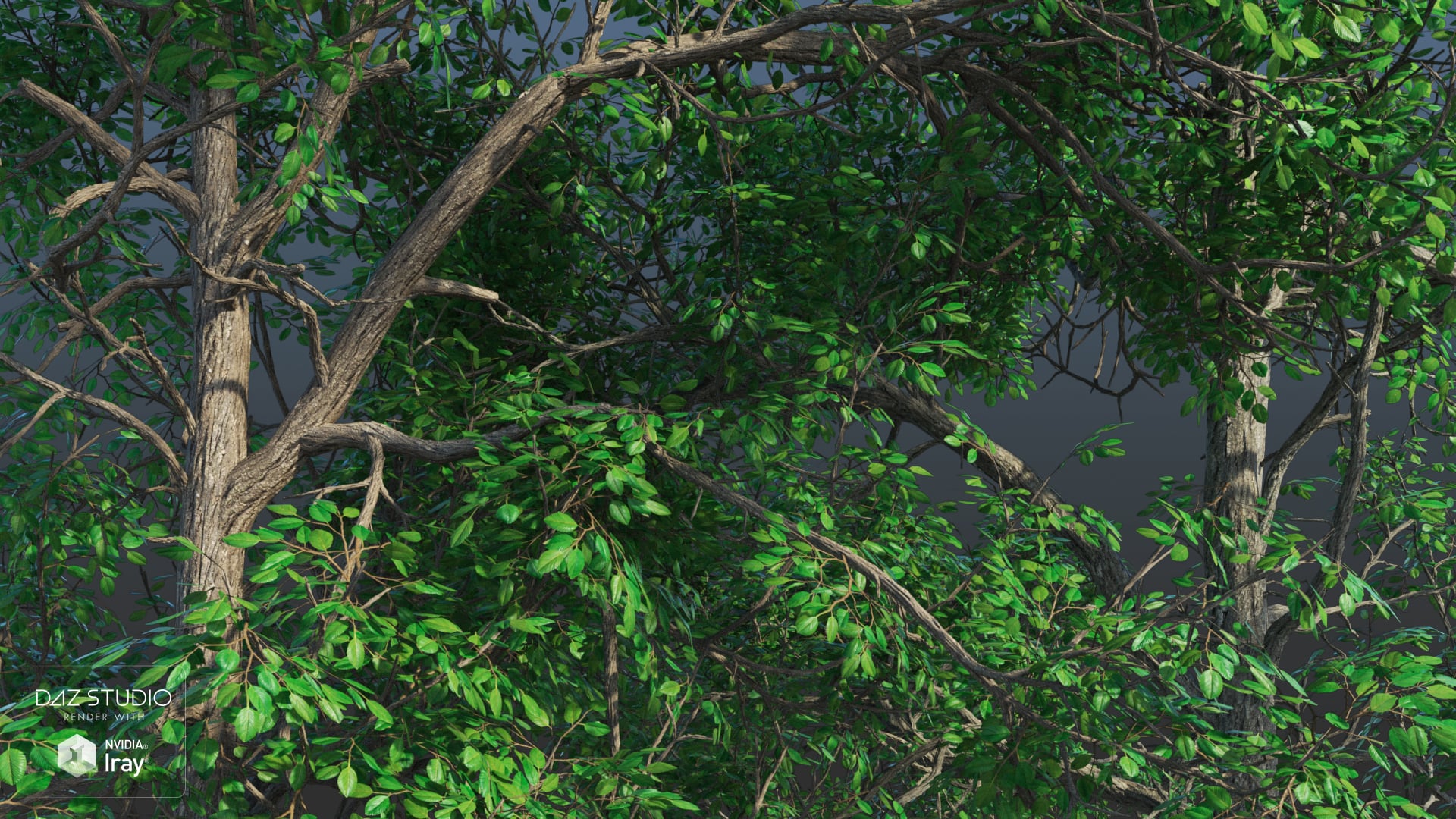 Nature Trees Pack 5 | Daz 3D