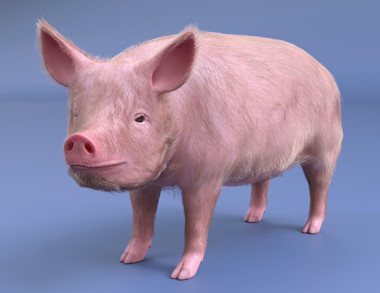 LoREZ Pig 2 | Daz 3D