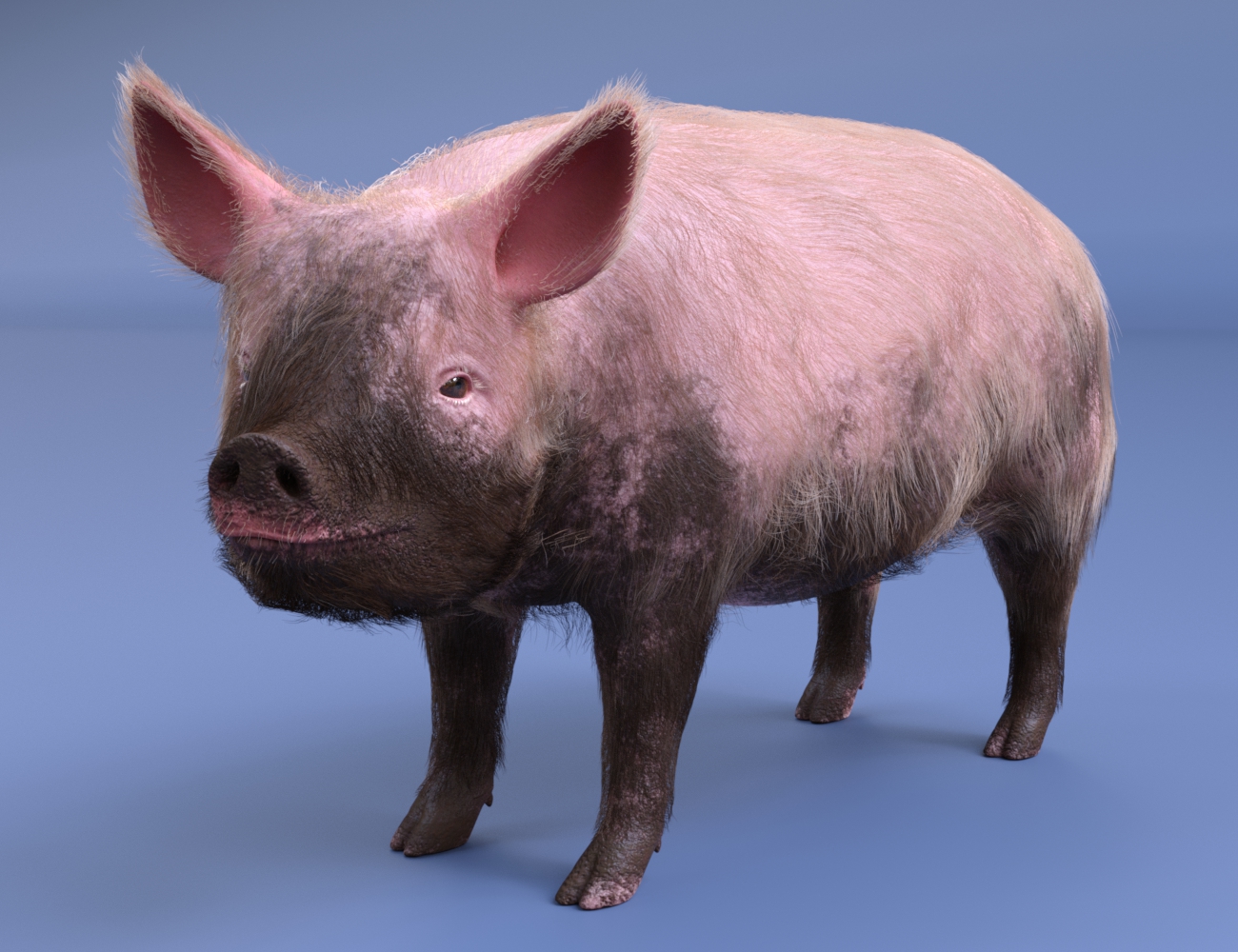 LoREZ Pig 2 | Daz 3D
