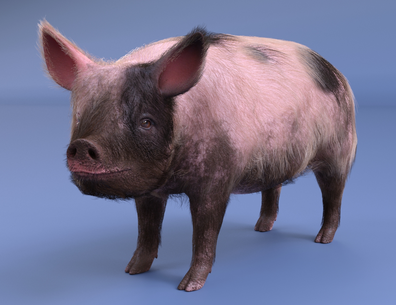 LoREZ Pig 2 | Daz 3D