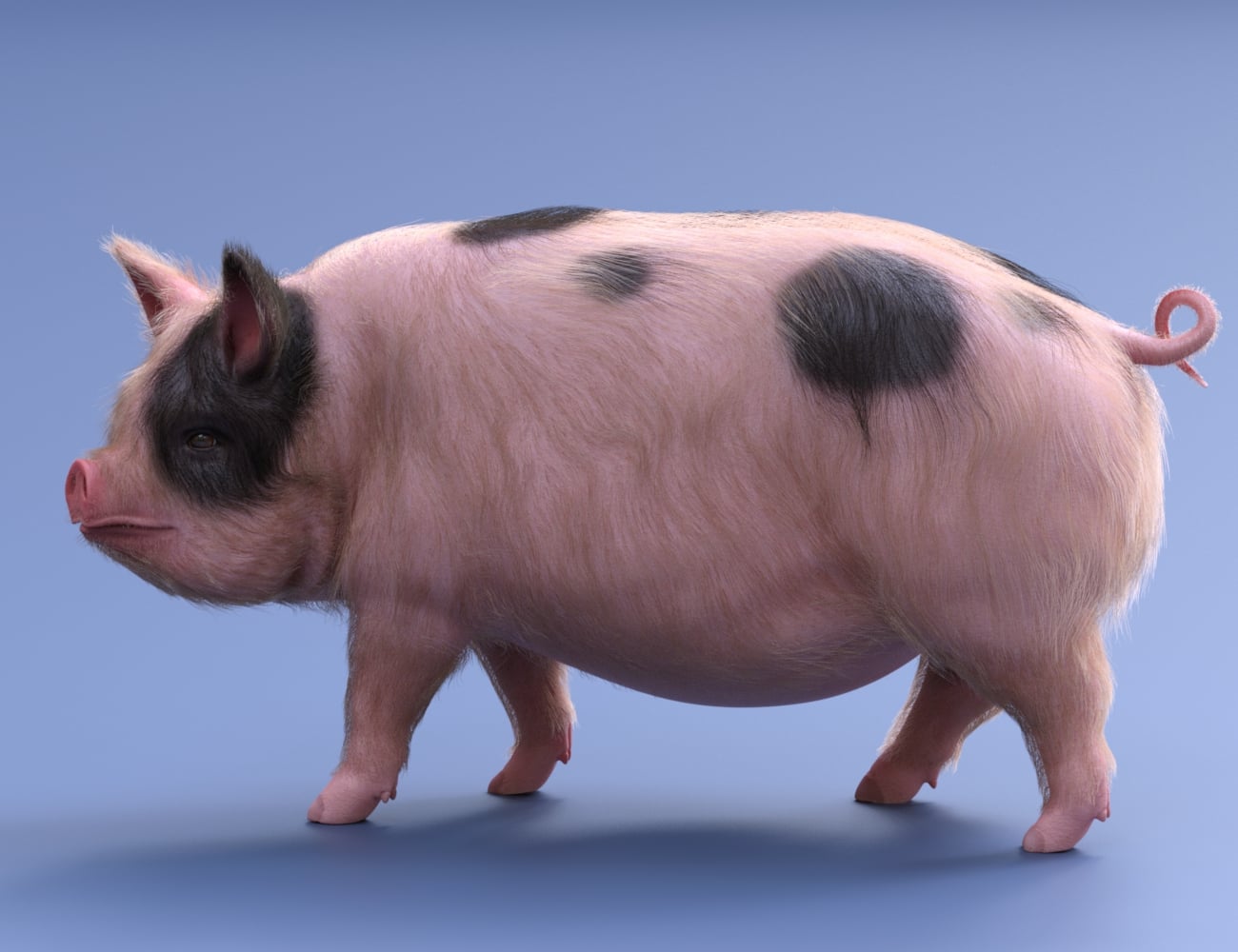LoREZ Pig 2 | Daz 3D