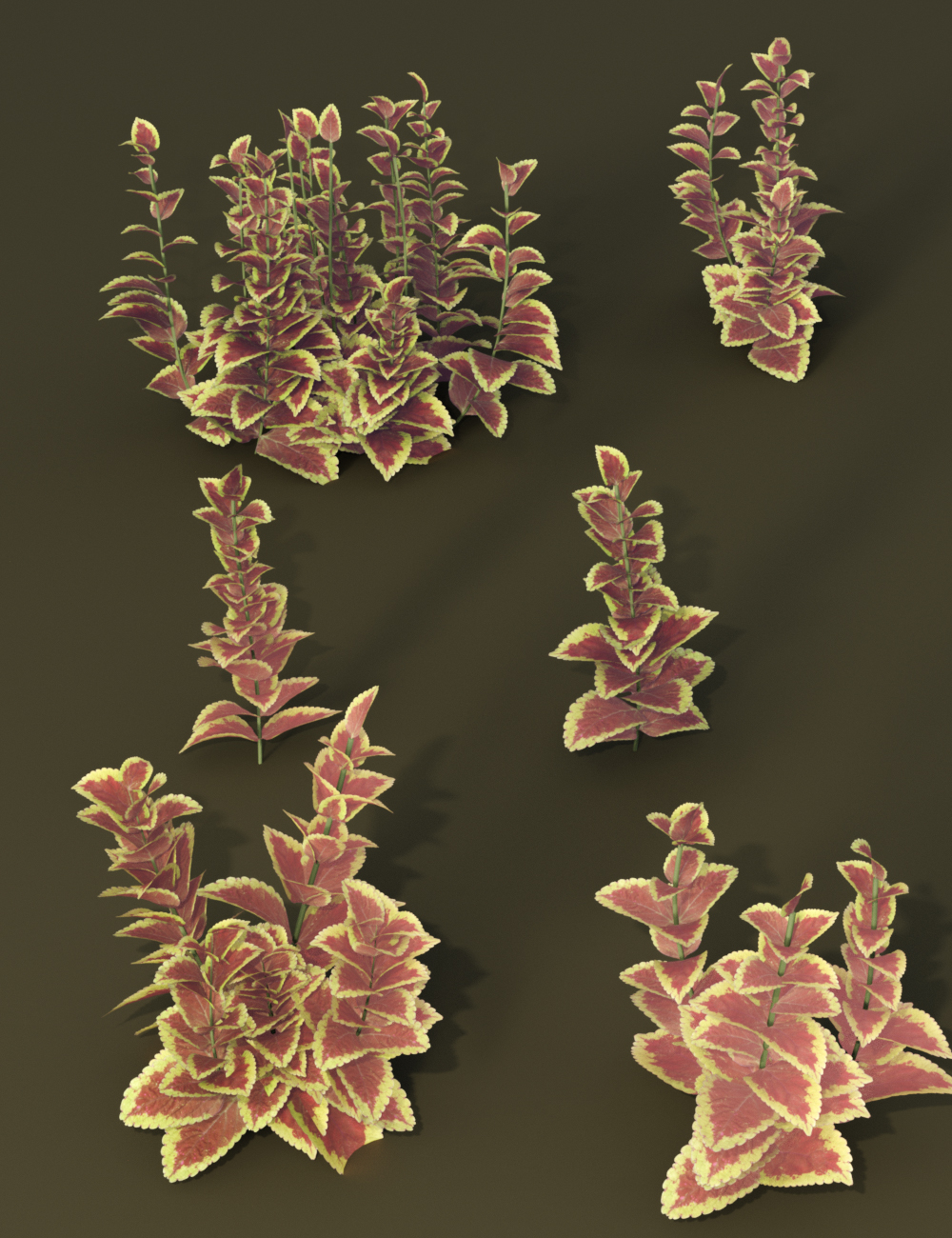 Fabulous Foliage - Low Res Coleus Plants | Daz 3D