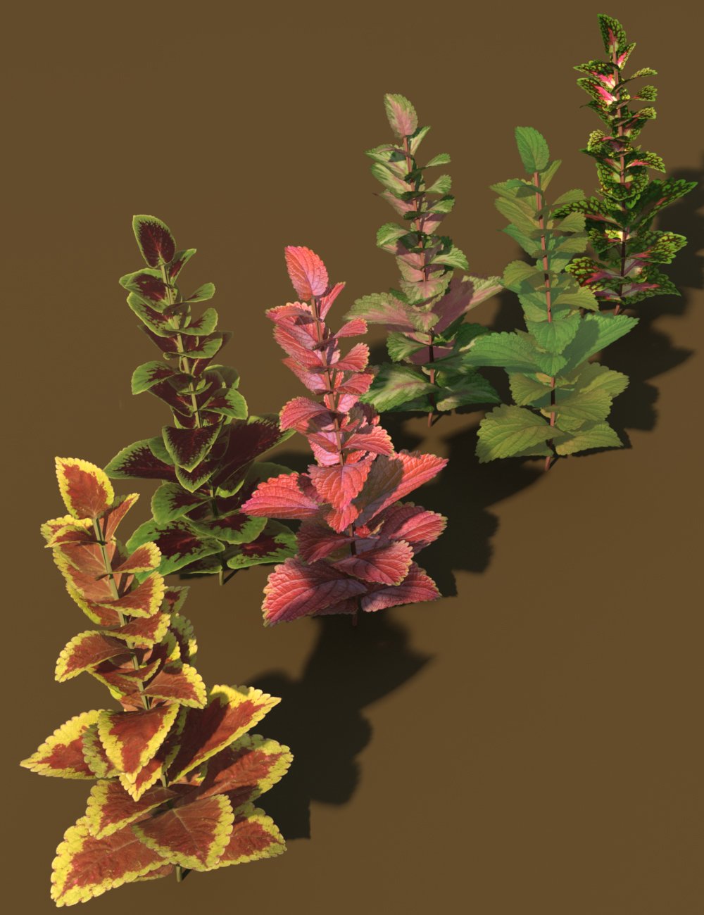 Fabulous Foliage - Low Res Coleus Plants | Daz 3D