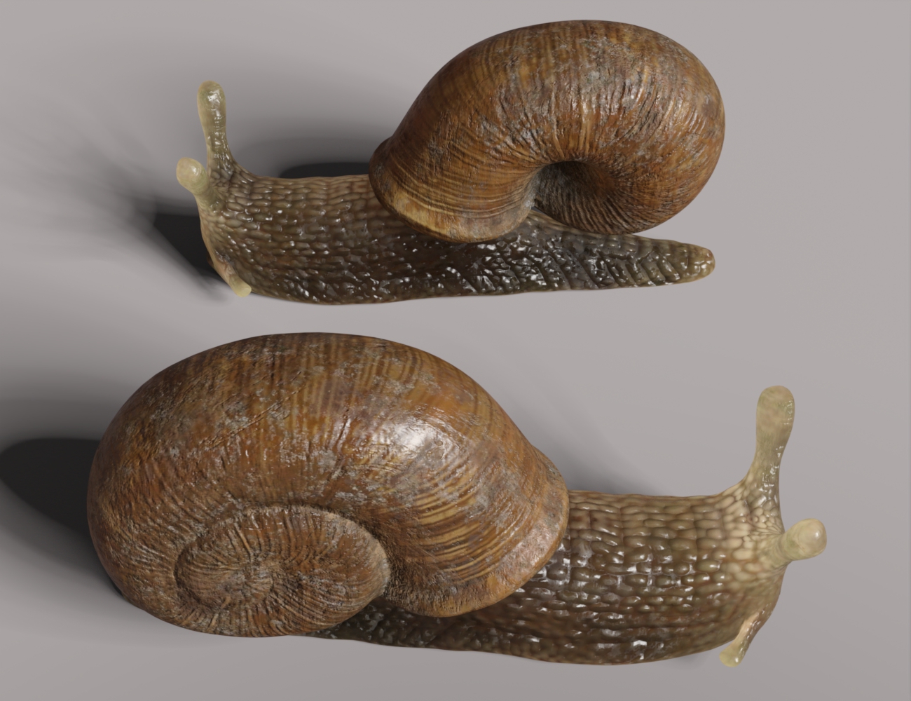 Riding Snail | Daz 3D