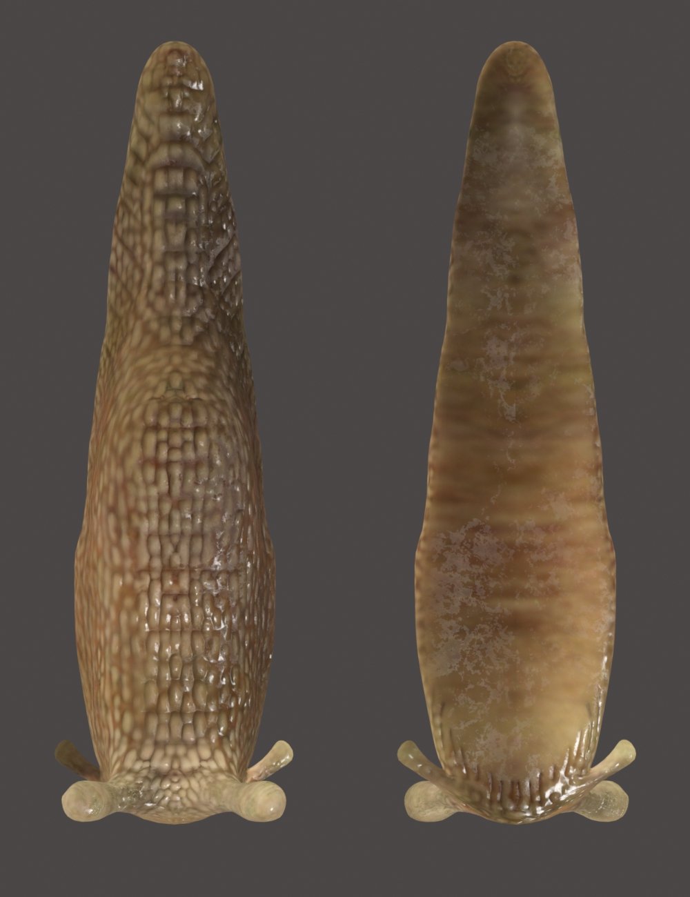 Riding Snail | Daz 3D