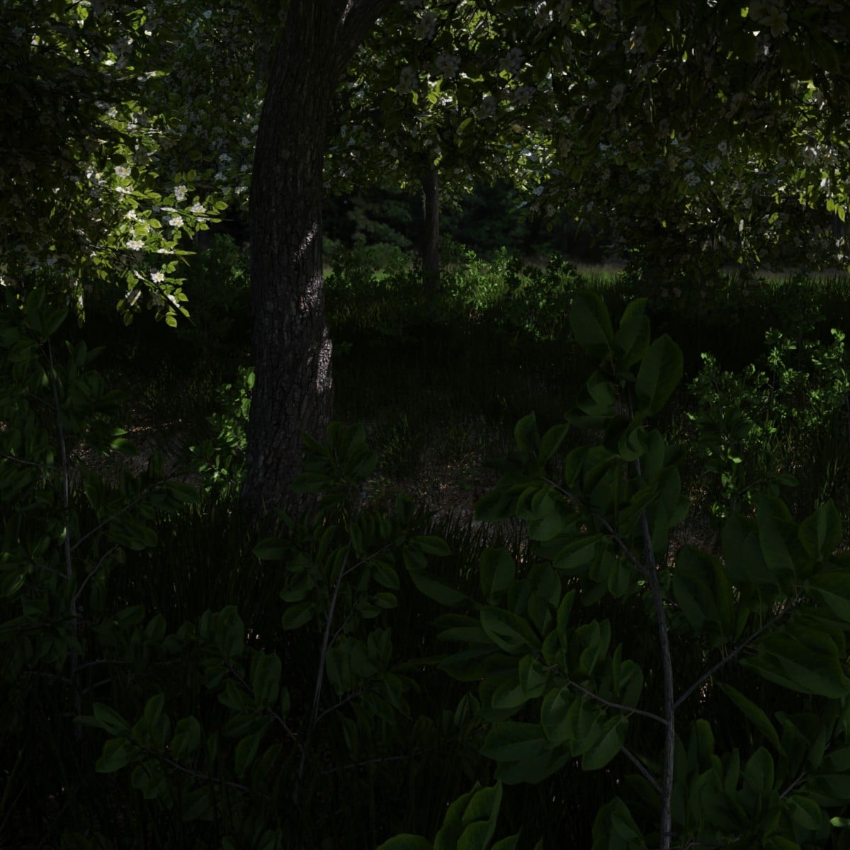 Path Between the Trees | Daz 3D