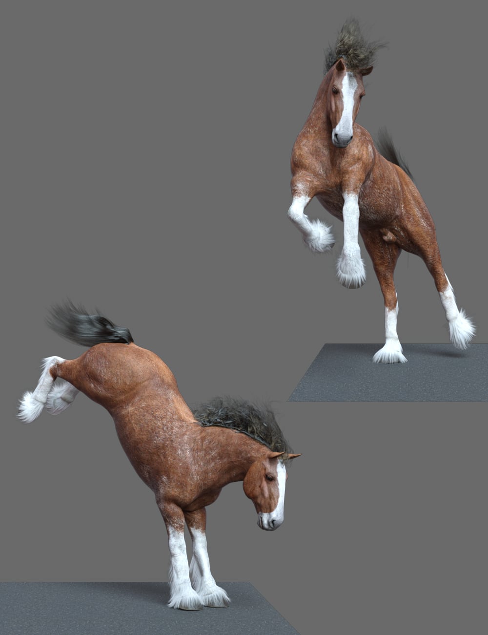 Clydesdale Rearing