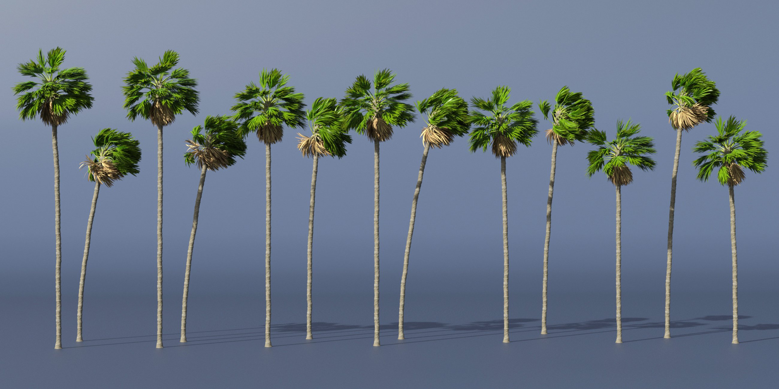 Predatron Washingtonia Fan Palm Trees | Daz 3D
