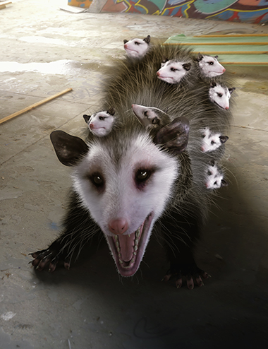 Opossum by AM | Daz 3D