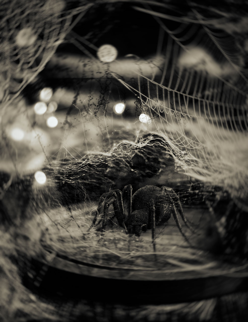 GNBD Spider Webs | Daz 3D