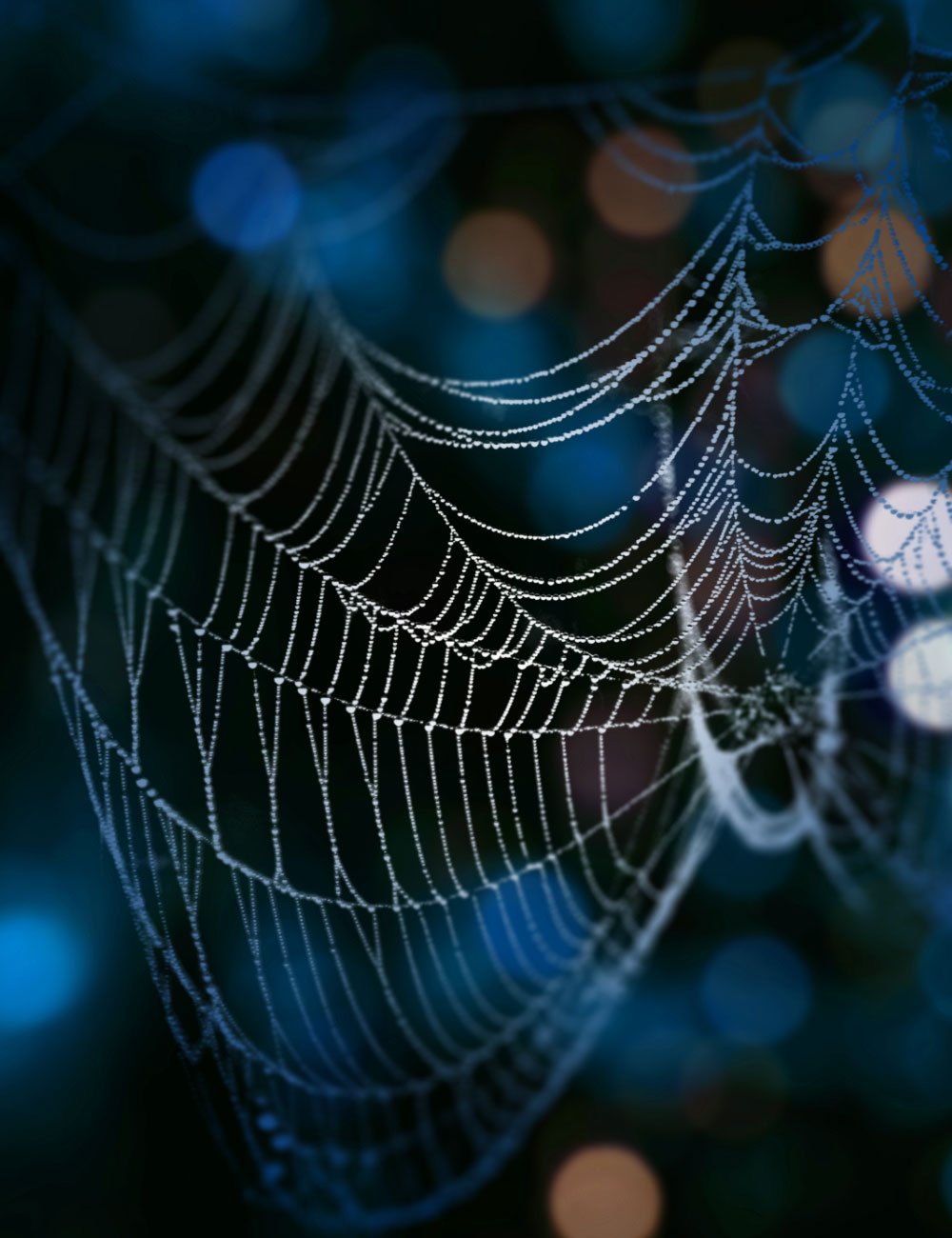 GNBD Spider Webs | Daz 3D