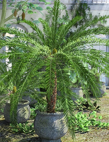 Cycads - Ancient Plants for Daz Studio | Daz 3D