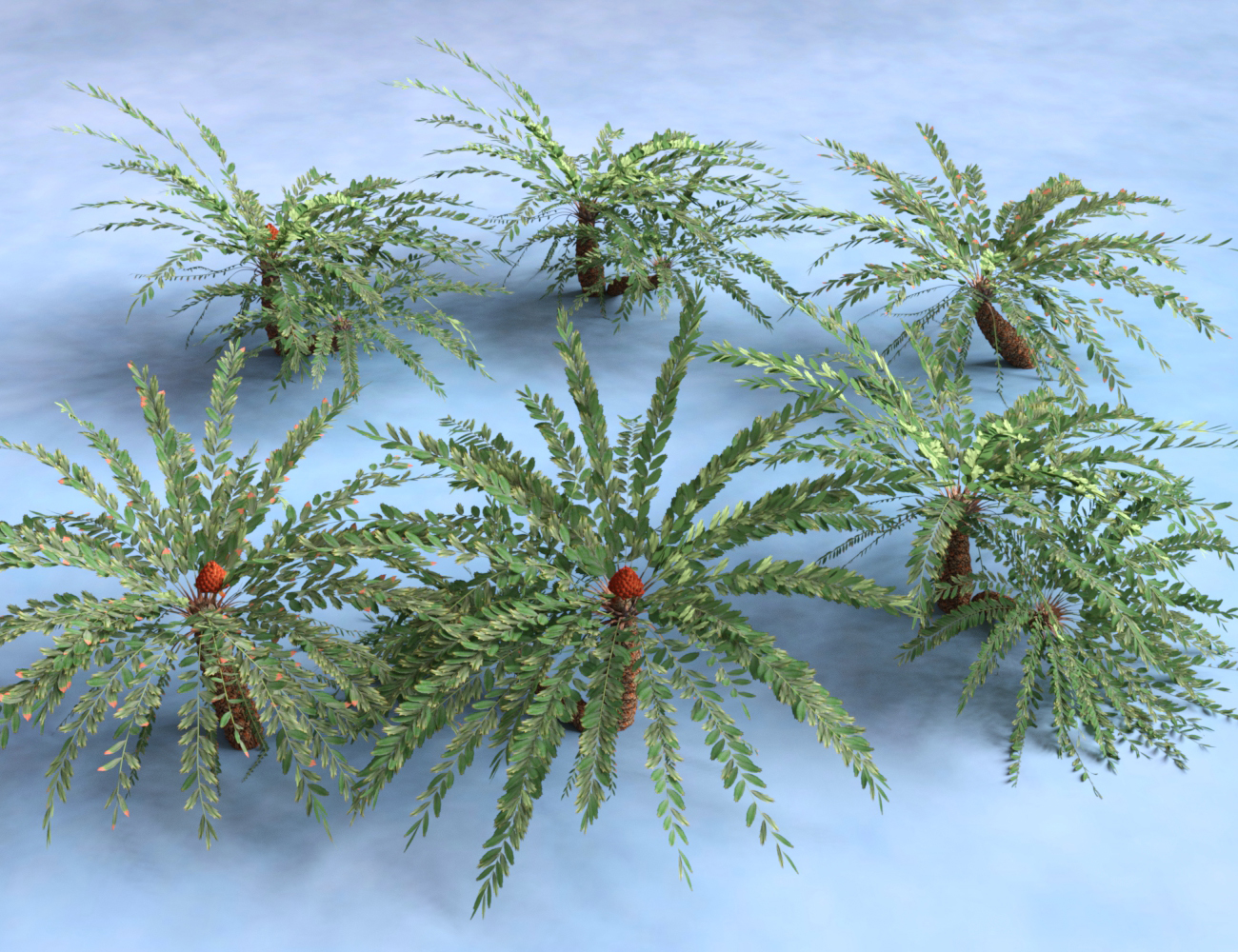 Cycads - Ancient Plants for Daz Studio | Daz 3D