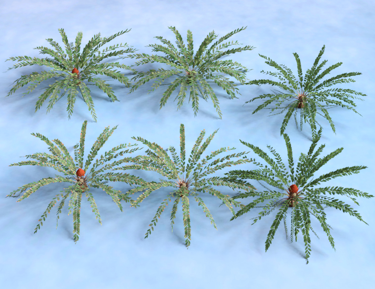 Cycads - Ancient Plants for Daz Studio | Daz 3D
