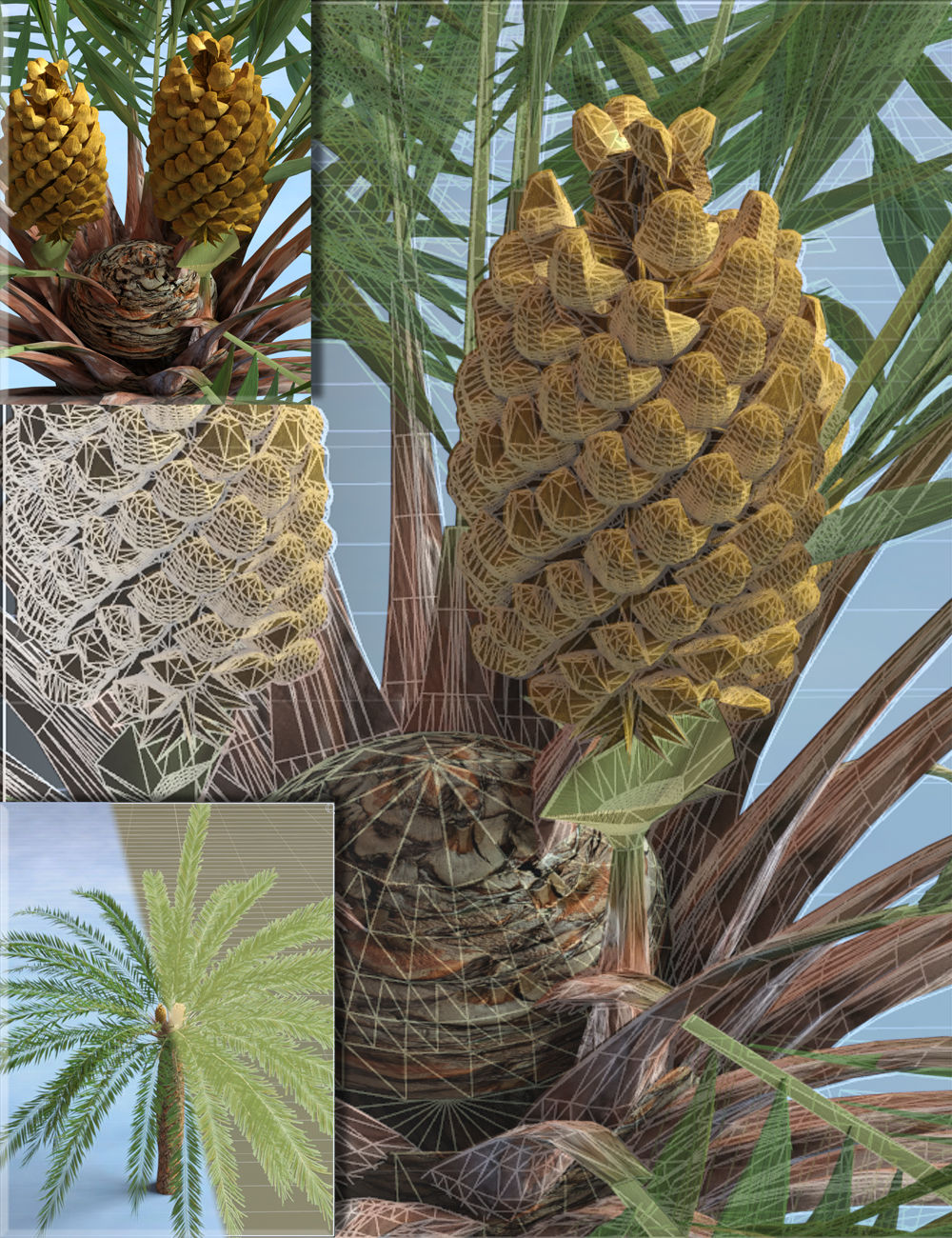 Cycads - Ancient Plants for Daz Studio | Daz 3D