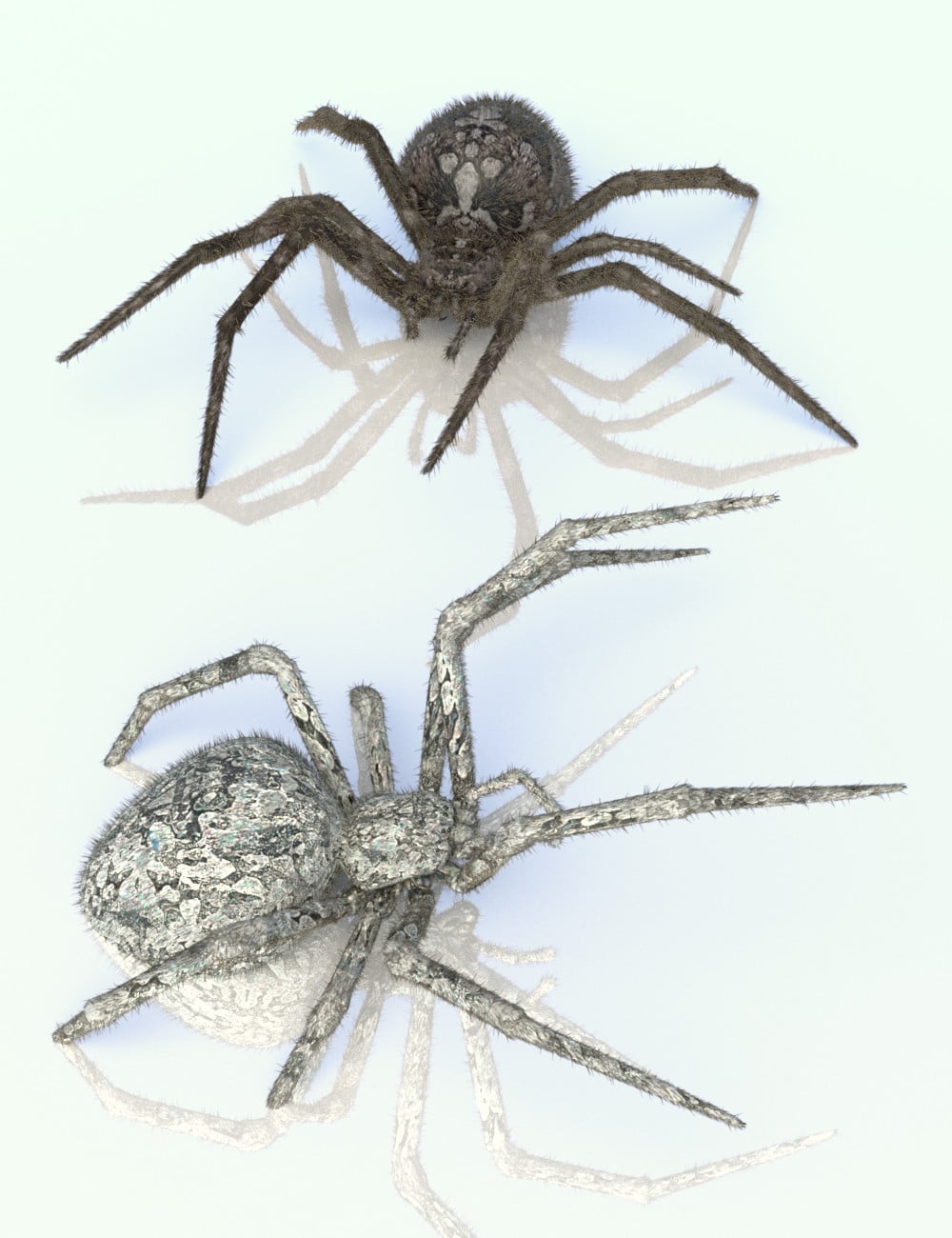 Garden Spider | Daz 3D