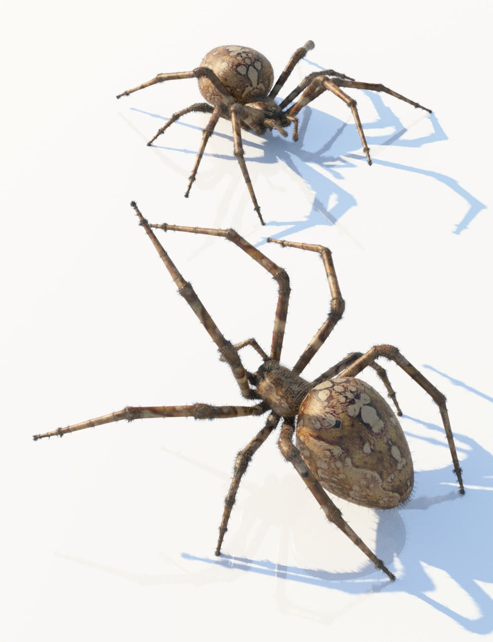 Garden Spider | Daz 3D