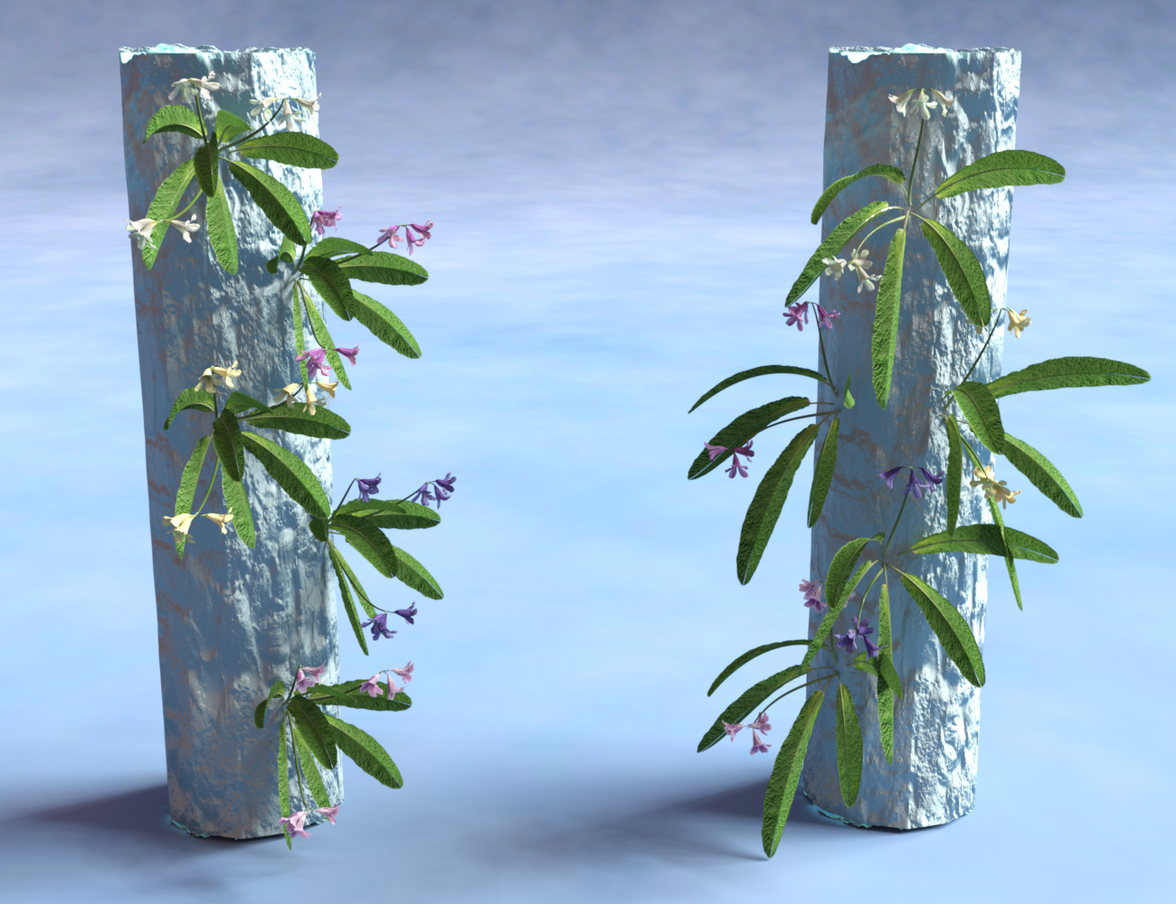 Cape Primrose - Tropical Streptocarpus Plants for Daz Studio | Daz 3D