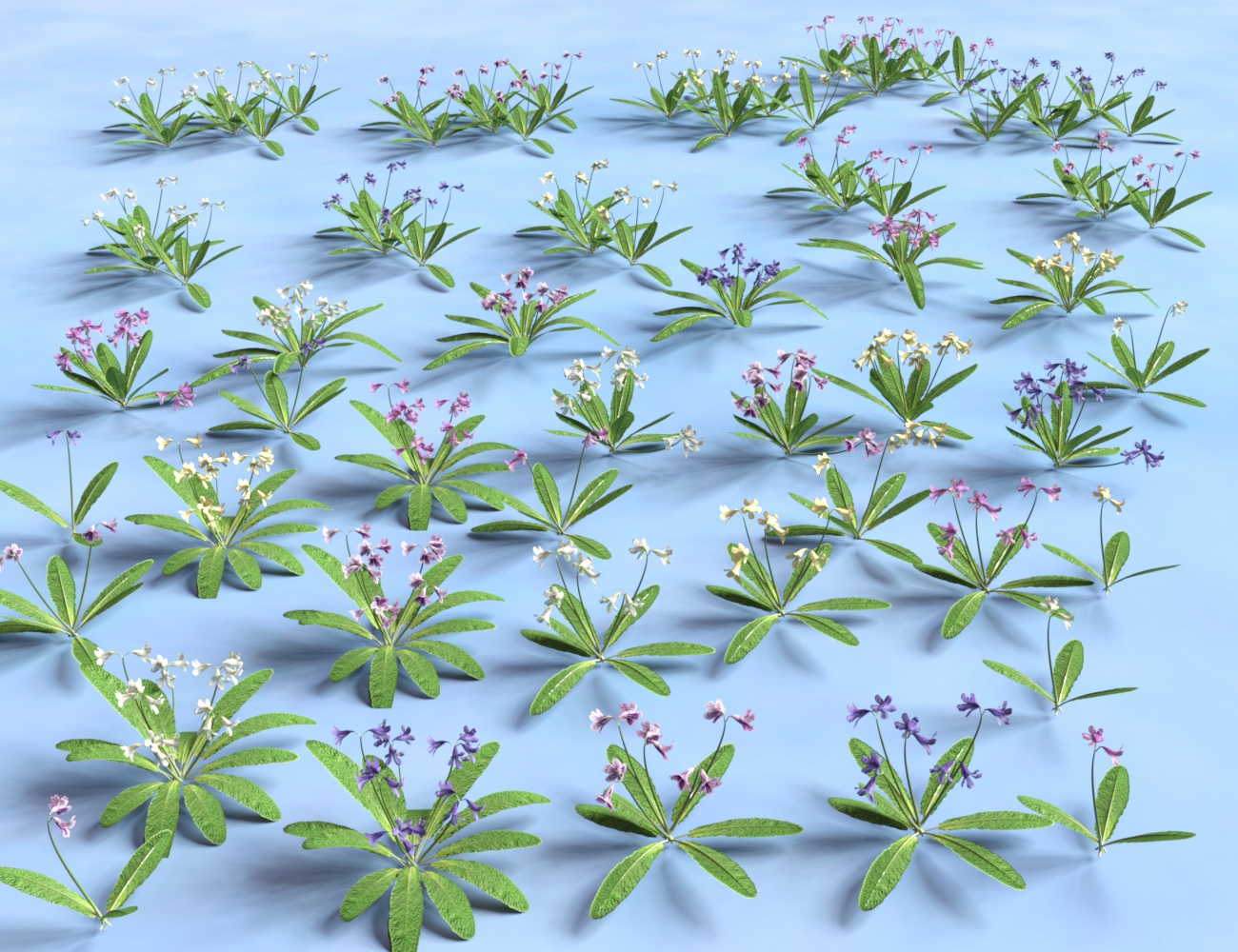 Cape Primrose - Tropical Streptocarpus Plants for Daz Studio | Daz 3D